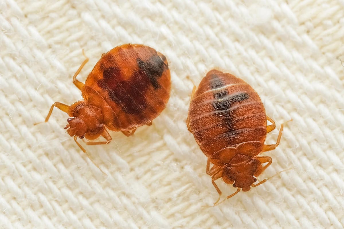 Bed Bugs Protex Pest And Termite