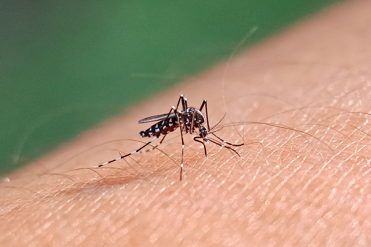 Mosquitoes - ProTex Pest and Termite